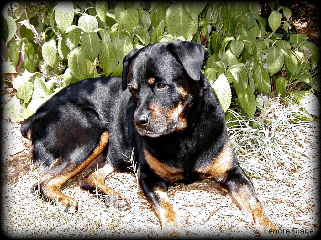 Another Contest Gone to the Dogs – Lenore's Thoughts Exactly